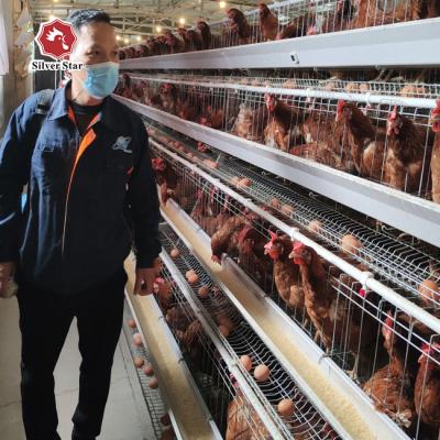 China A Type Chicken Layer Cage 3 4 Tiers 120 160 Birds Egg Laying Hens Galvanized Steel for sale