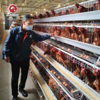 China A Shape Battery Chicken Cage With Full Automatic System Chicken Farm for sale