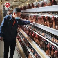 China A Frame Hot Galvanized Layer Battery Chicken Cage 160 Birds for sale