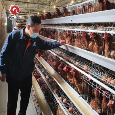 China A Frame Hot Galvanized Layer Battery Chicken Cage 160 Birds for sale