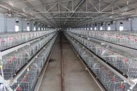 China 4 Birds Per Cell Battery Cage System Hot Dipped Galvanized for sale