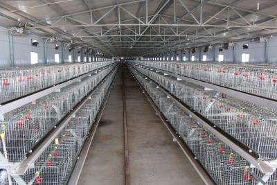 China 200 Chickens Automatic Layer Chicken Cage Poultry Farming Chicken Hen Cage for sale