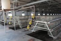 China Poultry Equipment Baby Chick Cage A And H Frame Layer Cages for sale