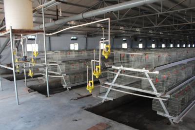 China Automatic Baby Chick Cage 200 Chickens H Type Battery Broiler Cage 3 Tiers Hot Galvanized for sale