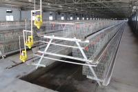 China A Type Baby Layer Chicken Brooder Cage Automatic 195*38*38cm for sale