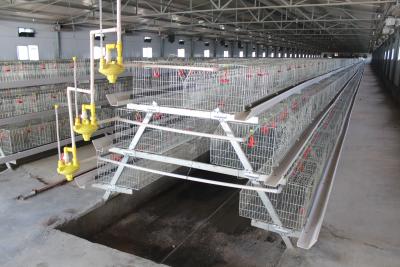 China Automatic Layer Baby Broiler Chick Cage Poultry Farm Equipment 275g per M2 3 Floors for sale