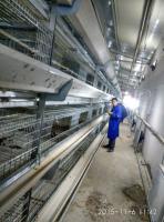 China Hunsbandry Layer Chicken Cage For Laying Hens SGS Approval for sale