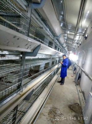 China Hunsbandry Layer Chicken Cage For Laying Hens SGS Approval for sale