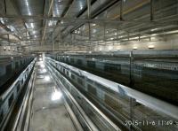 China Hunsbandry Layer Chicken Cage For Laying Hens SGS Approval for sale