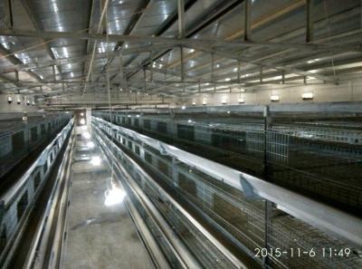 China Silver Color Broiler Baby Chick Cage 3-8 Tiers 85x220 cm for Chicken Farm for sale
