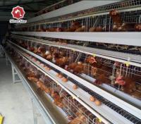 China 144 Birds Full Automatic Poultry Battery Cage Chicken Egg Layer Cage for sale