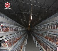 China A Type Layer Battery Chicken Cage System In Poultry Farm Big Capacity for sale