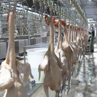 China 300-500BPH Automatic Poultry Processing Equipment with 800KG Weight and 100V-380V Voltage Range for sale