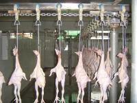 China 3000Birds / H Poultry Chicken Slaughter Line House 380V Stainless Steel for sale