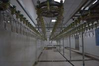 China 6m Stainless Steel Spiral Pre-Chilling Machine for Poultry Feet Cooling 1600mm for sale