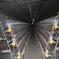 China Full Automatic A Frame Chicken Egg Layer Cages 120 Birds 3 Tiers for sale