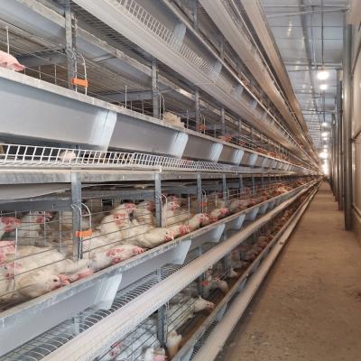 China Hot Galvanized 4 Tiers 72 Birds H Type Battery Chicken Cage Q235 Steel for sale