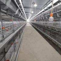 China Hot Dipped Broiler H Type Chicken Cage Full Automatic for sale
