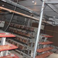 China 4 Tiers Poultry Farm Egg Layer Battery Chicken Cage With Automatic Nipple Drinker for sale