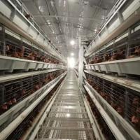 China Fully Automatic Battery Broiler Chicken Cage Poultry Farming H Type for sale