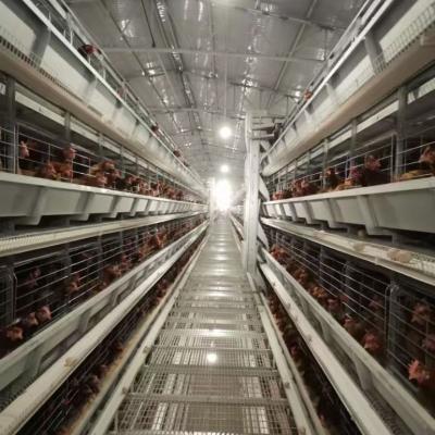 China H Type Broiler Chicken Cage 2000 Birds Capacity 43x60x41 cm Hot Dip Galvanized Steel for sale