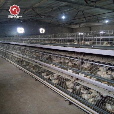 China One Day Old Baby Chick Cage With Full Automatic System for sale