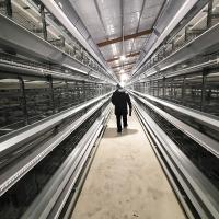 China Galvanized A-Type Laying Hens H-Type Battery Cage And Automatic Breeding System for sale