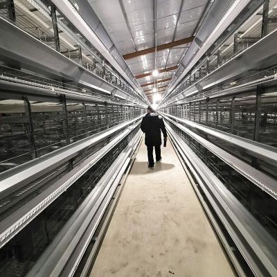 China Unique Horizontal Door Design Poultry Cage for Convenient Access and Even Feeding for sale