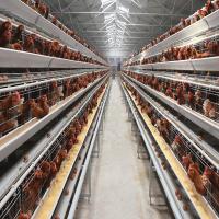 China A Type 160 Birds Layer Chicken Cage Poultry Egg Farming Equipment 2150x410x410mm for sale
