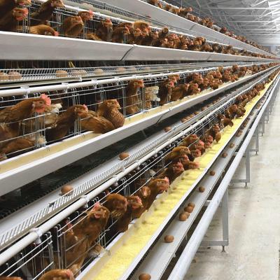 China Hot Galvanized Automatic A-type H-type Poultry Cage For Bathroom In Laying Hens Farm for sale