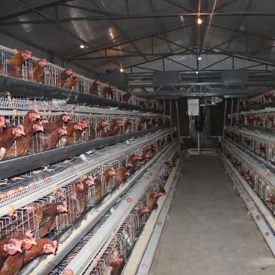 China 4 Tier A Type Automated Chicken Layer Cage 195x230x190cm SGS 120 Birds Capacity for sale