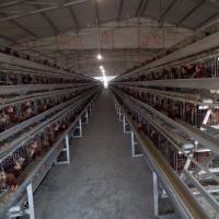 China Layer Poultry Battery Cage With Belt Or Scraper Manure Removal System for sale