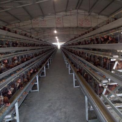 China 4 Tier Automatic A-Type Battery Egg Layer Chicken Cages with 2mm Galvanized Steel Frame and 275g/㎡ Zinc Coating for sale