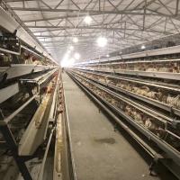 China Layer Poultry Battery Cage With Belt Or Scraper Manure Removal System for sale