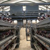 China Poultry 90 Chickens / Set Layer Chicken Cage For Chicken Feeding for sale