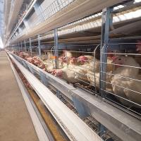 China SGSBattery Hens Layer Chicken Cages H Type Egg Laying 5 Tiers for sale