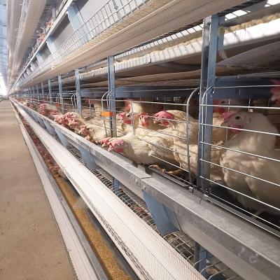China H Type Automated Layer Chicken Cage 3 Tiers 4 Tiers Battery Laying Hen System for sale