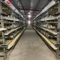 China 144 Birds Full Automatic Poultry Battery Cage Chicken Egg Layer Cage for sale