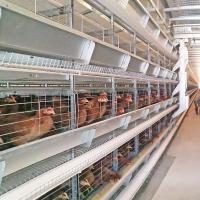 China H Shaped 8 Tier Small Stacked Battery Chicken Layer Cage Automatic Poultry Farming 650x1250x5470mm for sale