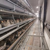 China H Type Automatic Battery Layer Chicken Cages 6Tiers Poultry Farm Equipment for sale
