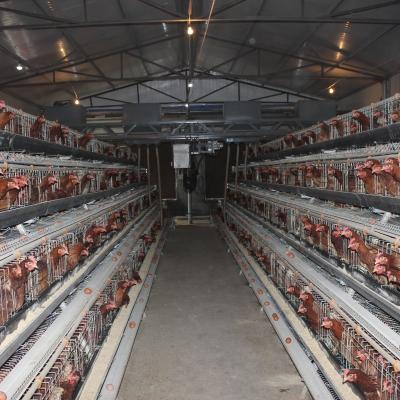 China A Type Layer Chicken Battery Cage 3 Tiers 4 Tiers 90-160 Birds Poultry Farm Equipment for sale