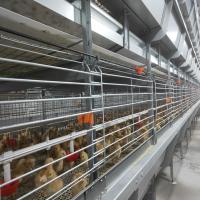 China Automatic Chicken Broilers Cage System 4 Tiers 5 Tiers H Type Poultry Farm Shed for sale