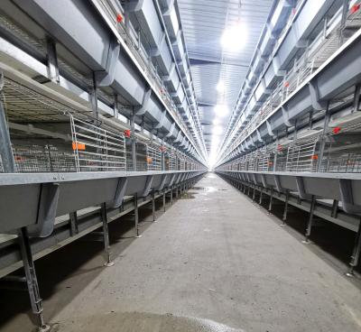 China 160 Birds / Set Full Automatic Battery Cage System Poultry Farming Equipment for sale