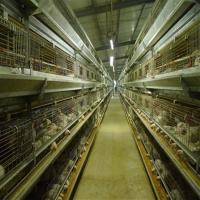 China Poultry Farm Hen Layer Chicken Cage H Frame Automatic Laying 8tiers for sale