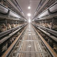 China H-Type Automatic Layer Chicken Cage System with 4-10 Tiers and 450 cm² Bird Space for Efficient Poultry Farming for sale