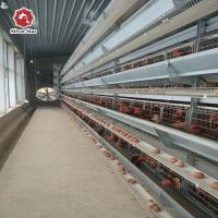 China Automatic Laying Hen Battery Chicken Cages System Egg Layer H Type 192 Birds for sale