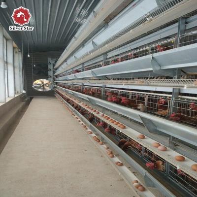 China Automatic Laying Hen Battery Chicken Cages System Egg Layer H Type 192 Birds for sale