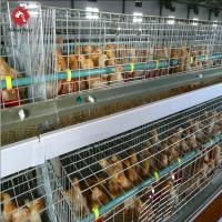 China 4 Tier Battery Broiler Chicken Cage A Type In Philippines Automatic for sale