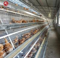 China Long Time A Type Farm Chicken Battery Cages For Layers for sale