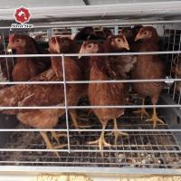 China Egg Layer Battery Chicken Cages System Automatic Laying Hen H Type 6 Leves / Floors for sale